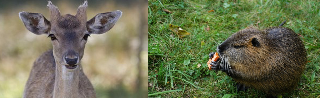 Ingredient Knowledge · MUSK – The Scent Company